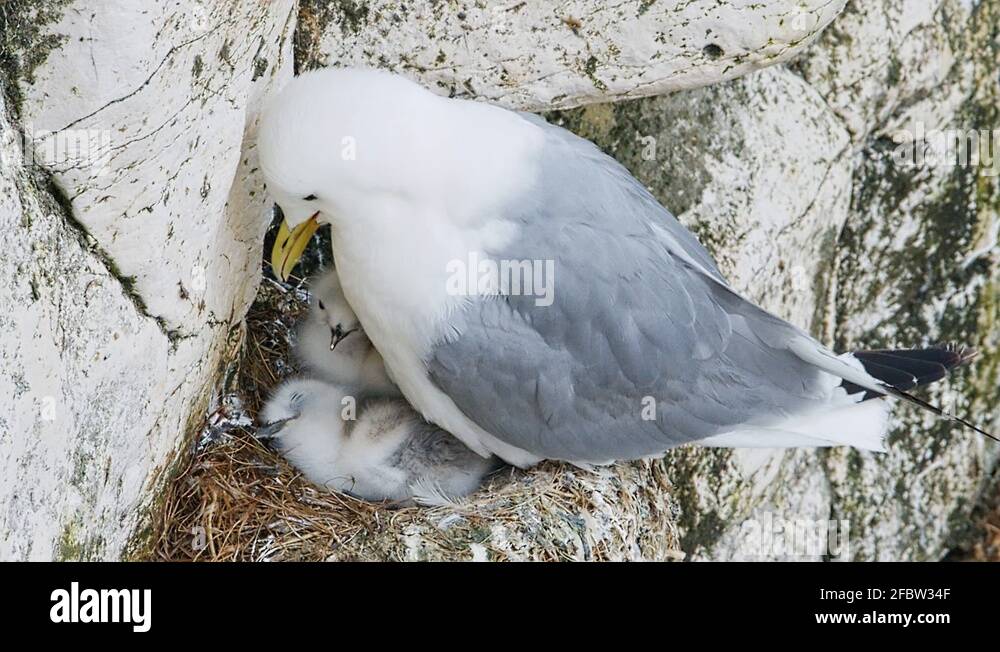 Bird cliff nest sea Stock Videos & Footage - HD and 4K Video Clips - Alamy