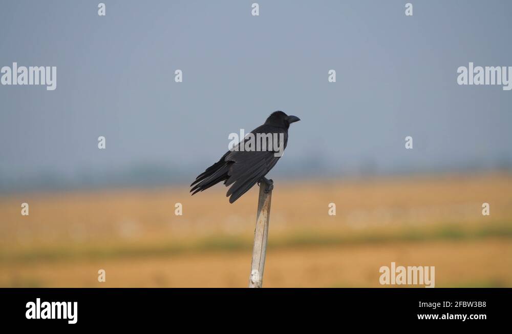 Crow stick bird Stock Videos & Footage - HD and 4K Video Clips - Alamy