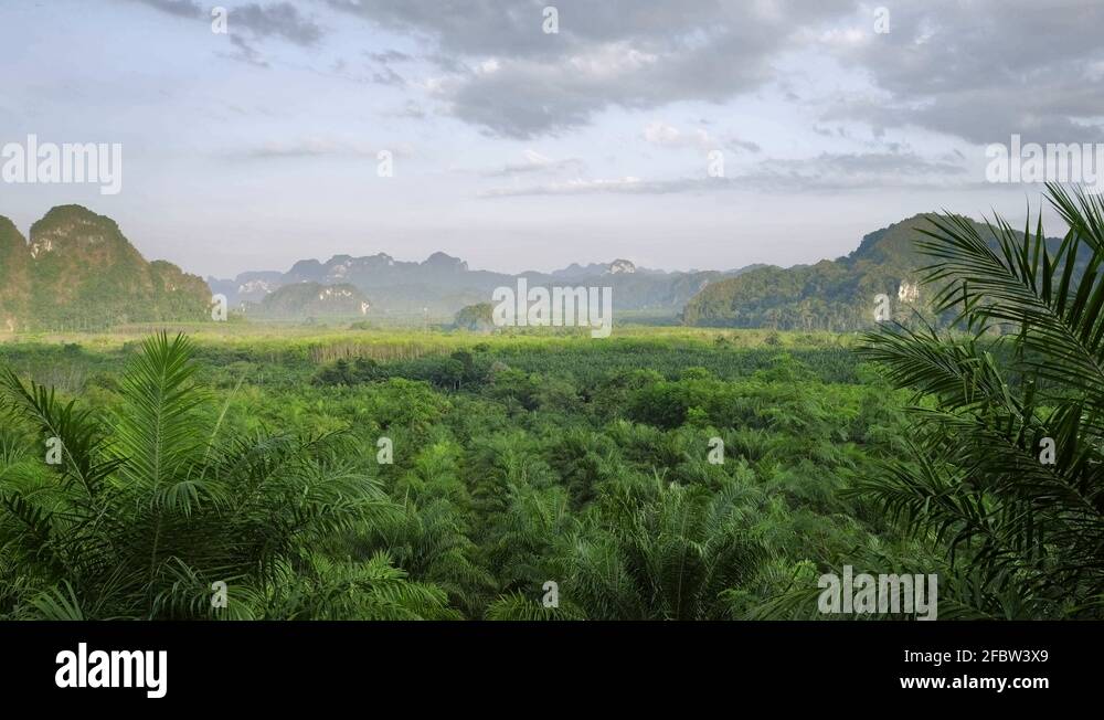 Surat forest Stock Videos & Footage - HD and 4K Video Clips - Alamy