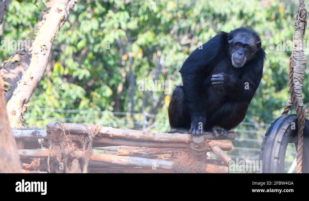 chimpanzee zoo closeup shot africa india forest Stock Video Footage - Alamy