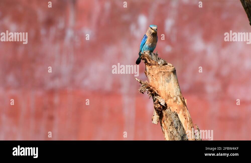 Birds of monsoon Stock Videos & Footage - HD and 4K Video Clips - Alamy