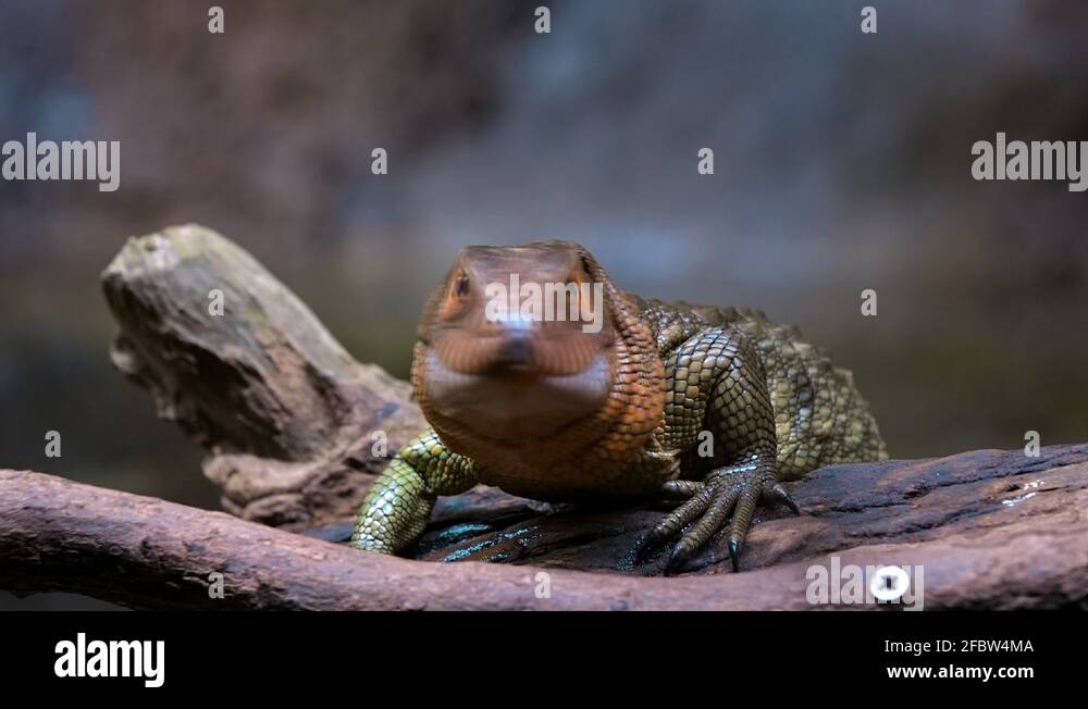Madagasccar Stock Videos & Footage - HD and 4K Video Clips - Alamy
