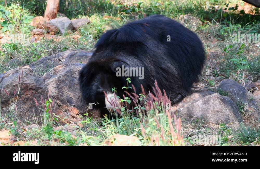 Indian bear Stock Videos & Footage - HD and 4K Video Clips - Alamy