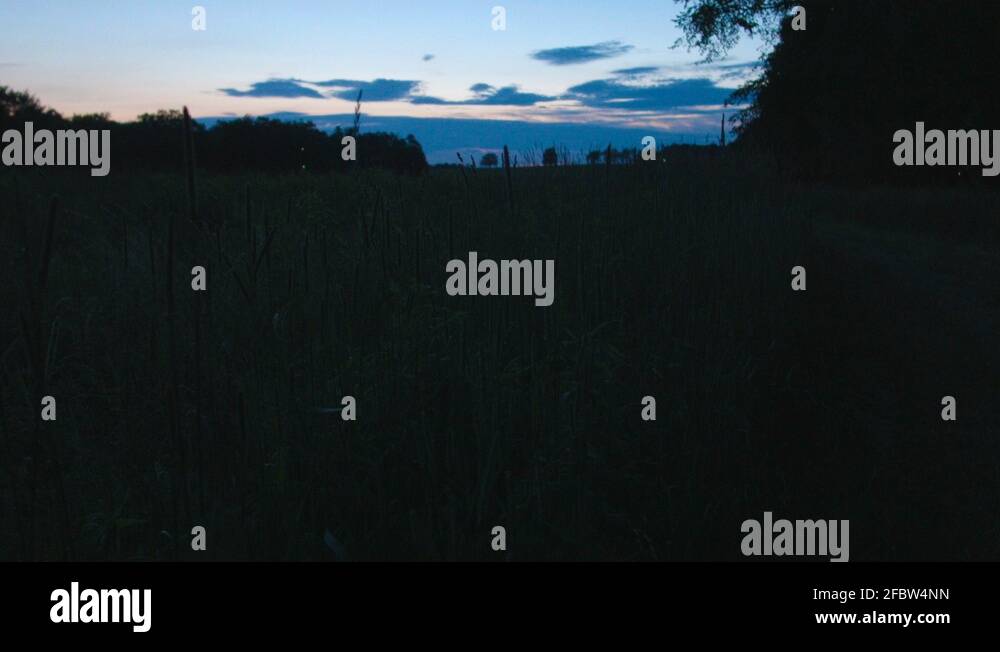 Fireflies in Summer, Warm Night Rural Country Field, Flickering Stock ...