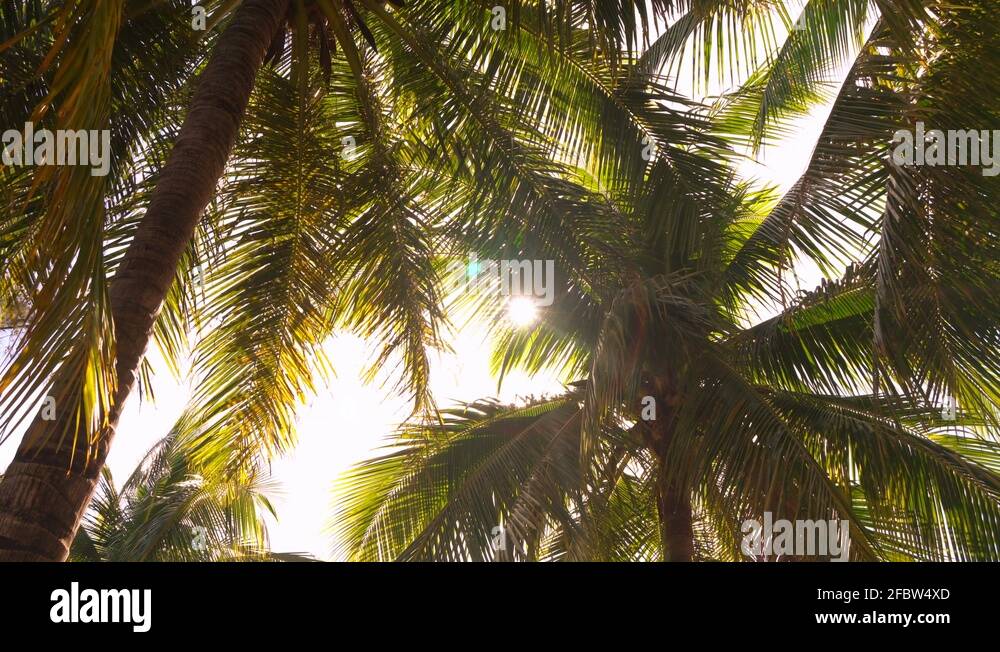 Coconut trees beautiful tropical background Stock Video Footage - Alamy