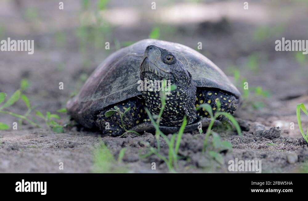 Neck stretching turtle Stock Videos & Footage - HD and 4K Video Clips ...