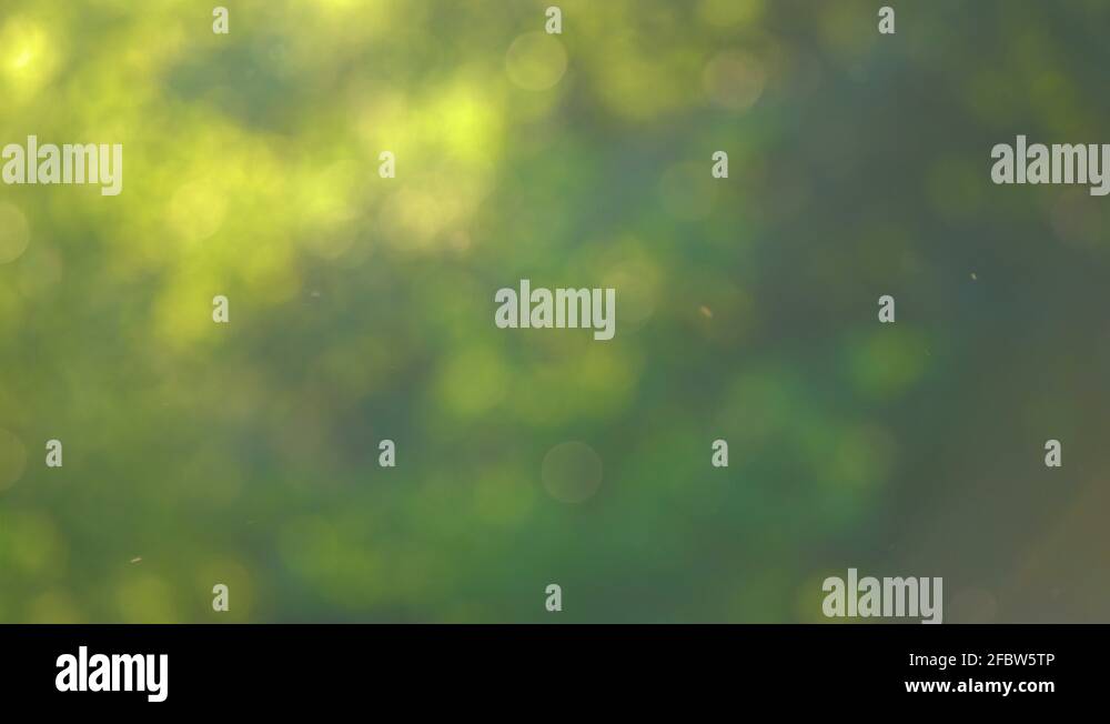 Pollen explosion Stock Videos & Footage - HD and 4K Video Clips - Alamy