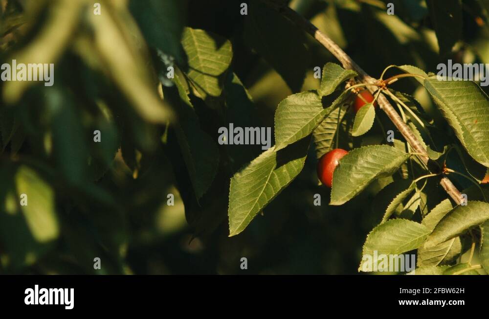 Cherry picker tool reaches into frame to pluck cherries hanging on ...