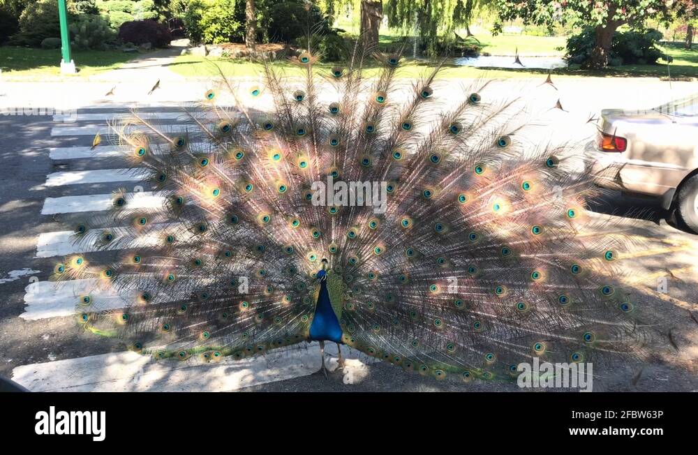 Male bird long tail Stock Videos & Footage - HD and 4K Video Clips - Alamy