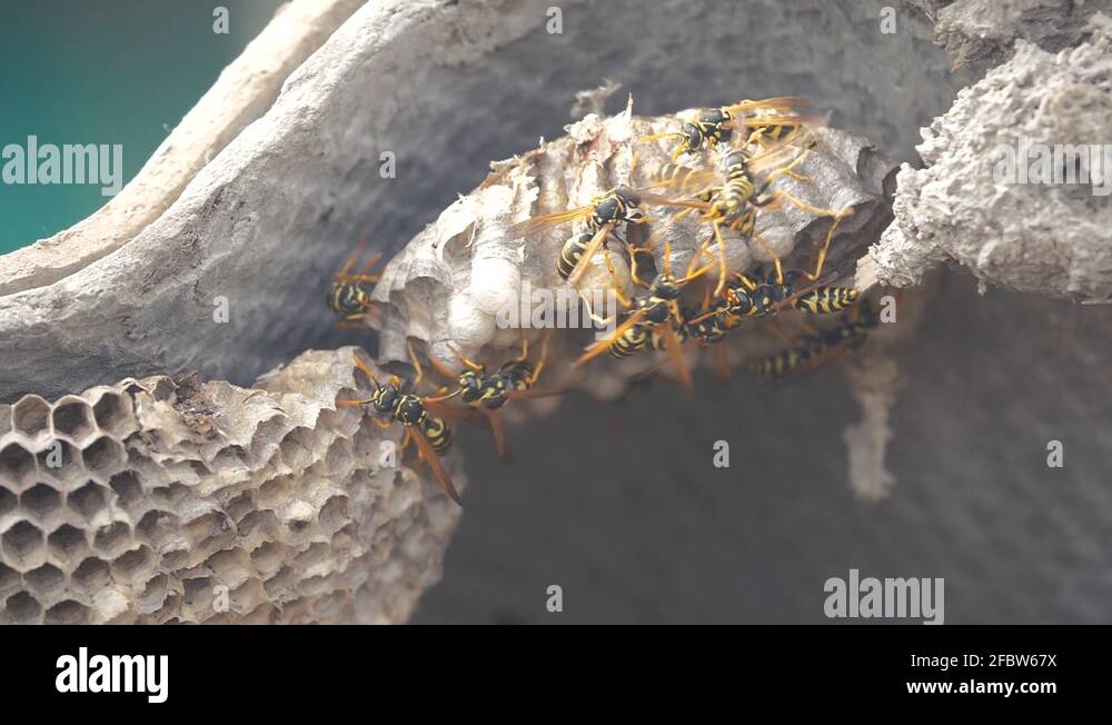 wasps under the roof of the house pests. wasps nest lifestyle . wild ...