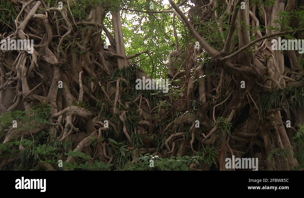 Locked to tree Stock Videos & Footage - HD and 4K Video Clips - Alamy
