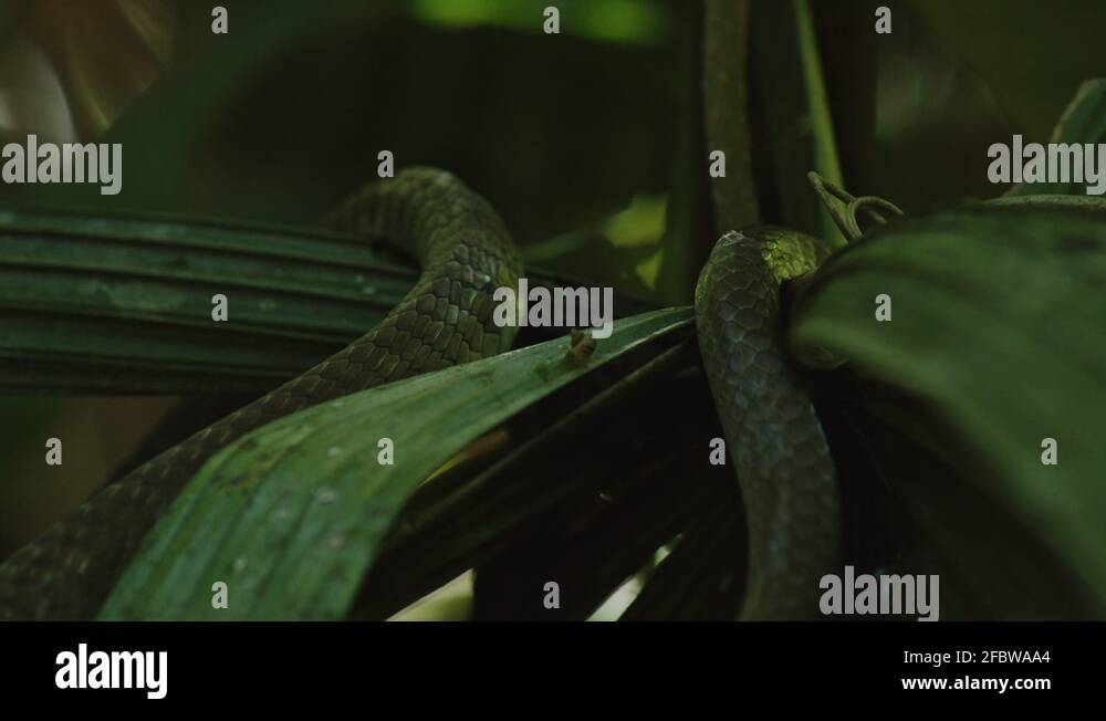 Snake wrapped Stock Videos & Footage - HD and 4K Video Clips - Alamy