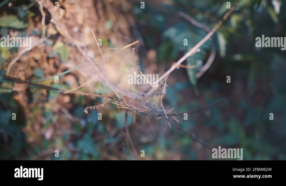 Spiders of india Stock Videos & Footage - HD and 4K Video Clips - Alamy