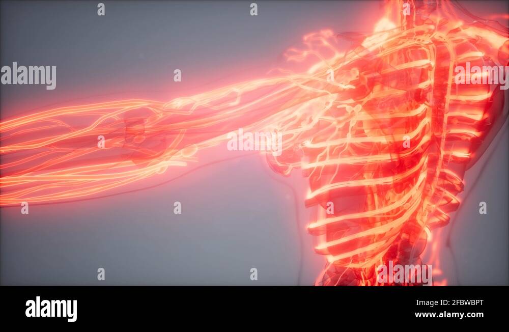 Conduction system Stock Videos & Footage - HD and 4K Video Clips - Alamy