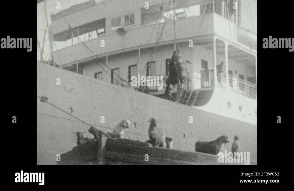 1920s: Sheep lowering from ship onto boat. View of US battleships ...