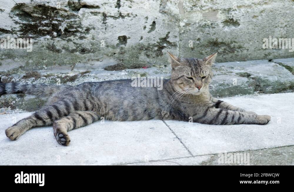 Stray cats istanbul Stock Videos & Footage - HD and 4K Video Clips - Alamy