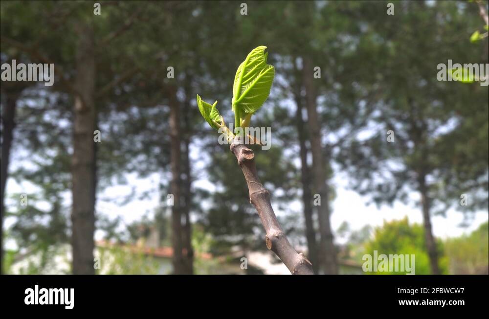 Fig sprout Stock Videos & Footage - HD and 4K Video Clips - Alamy