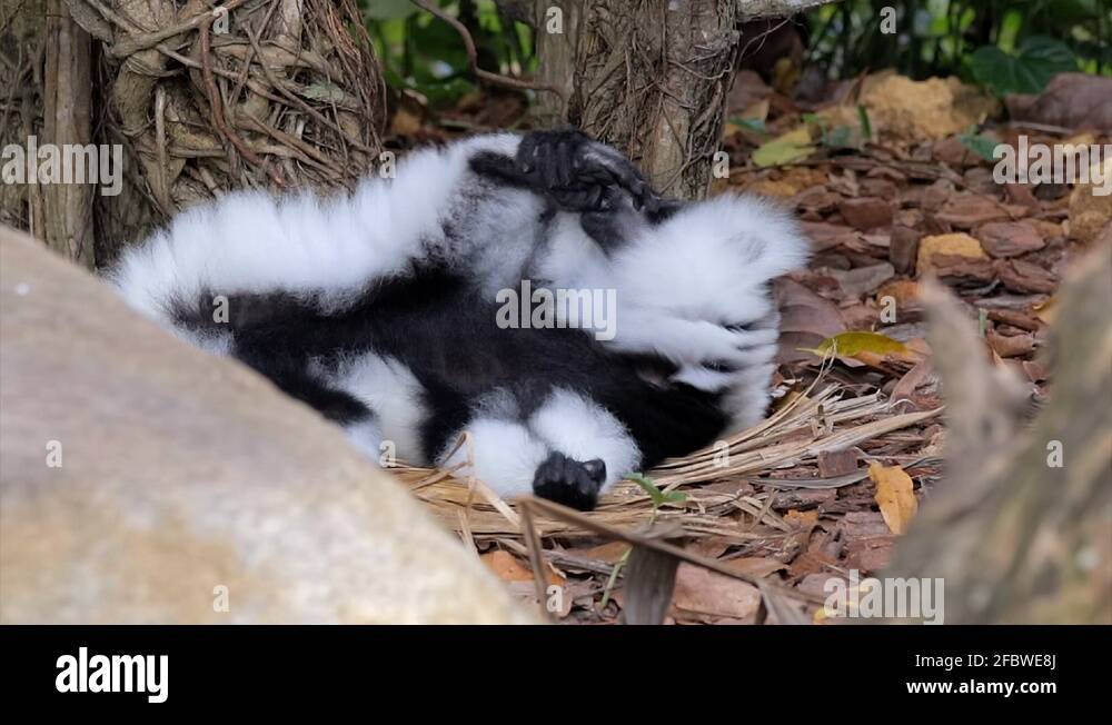 Lemur feet Stock Videos & Footage - HD and 4K Video Clips - Alamy