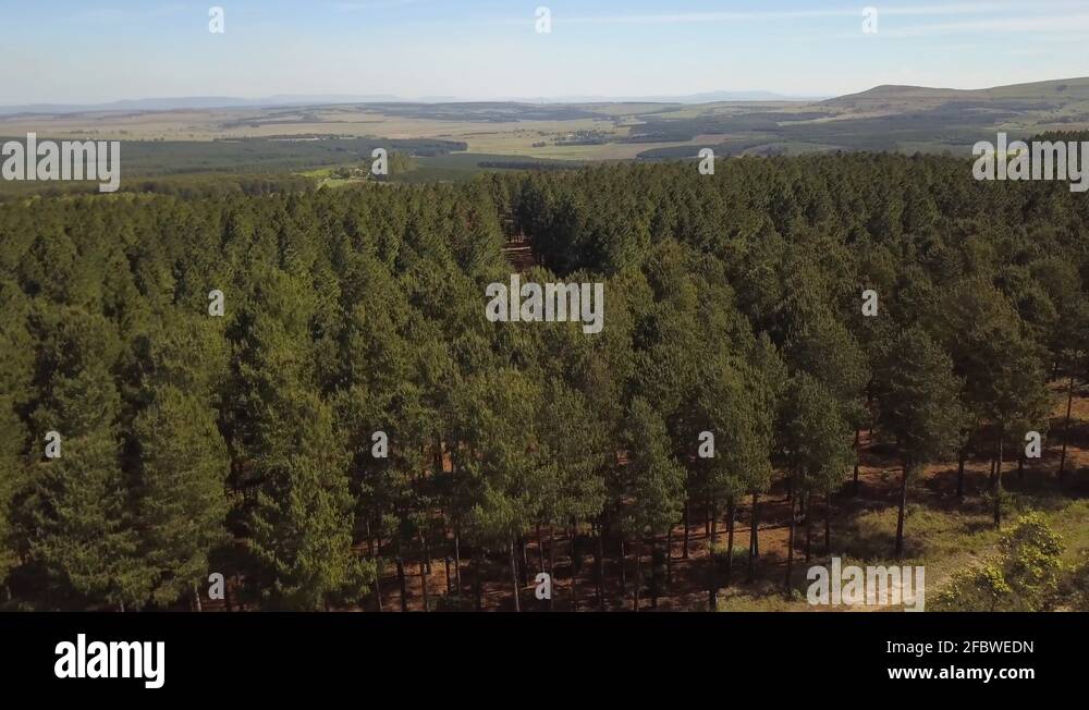 Pine tree plantation landscape Stock Videos & Footage - HD and 4K Video ...