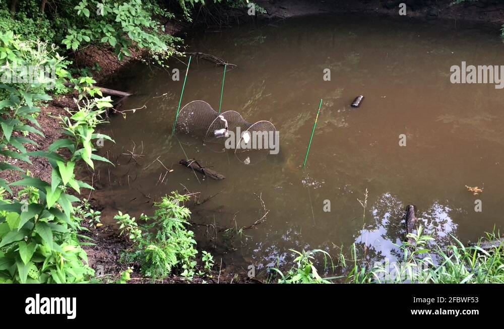 Turtle trap Stock Videos & Footage - HD and 4K Video Clips - Alamy