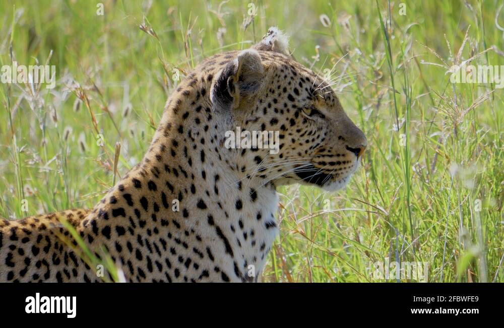 Side view african leopard head Stock Videos & Footage - HD and 4K Video ...