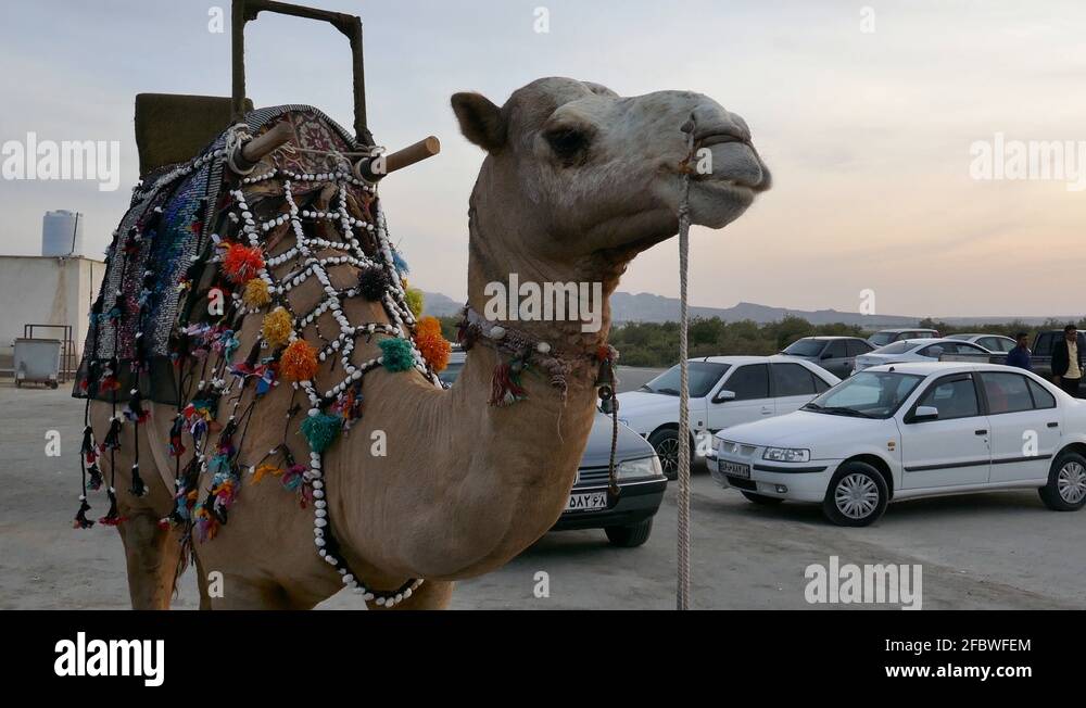 Camel parking Stock Videos & Footage - HD and 4K Video Clips - Alamy