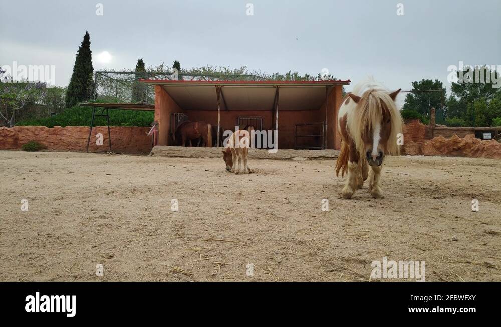 Falabella miniature horse is one of the smallest breeds of horse in the ...