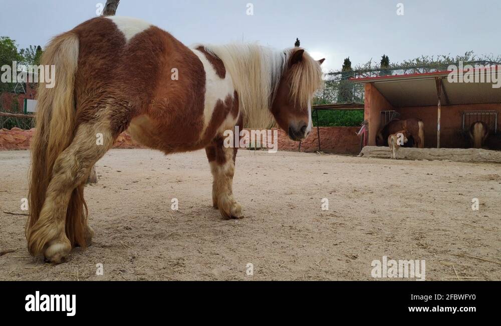 Falabella miniature horse is one of the smallest breeds of horse in the ...