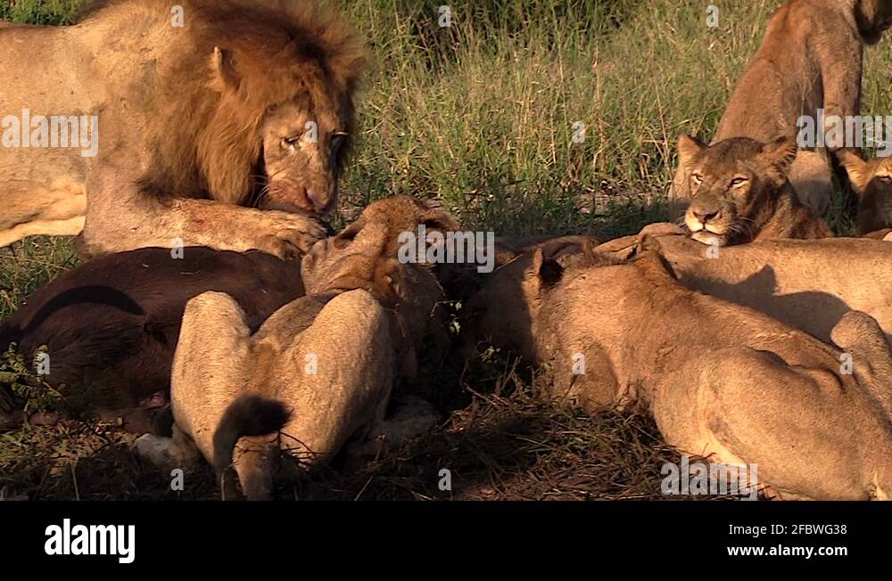 Lion feeding male Stock Videos & Footage - HD and 4K Video Clips - Alamy