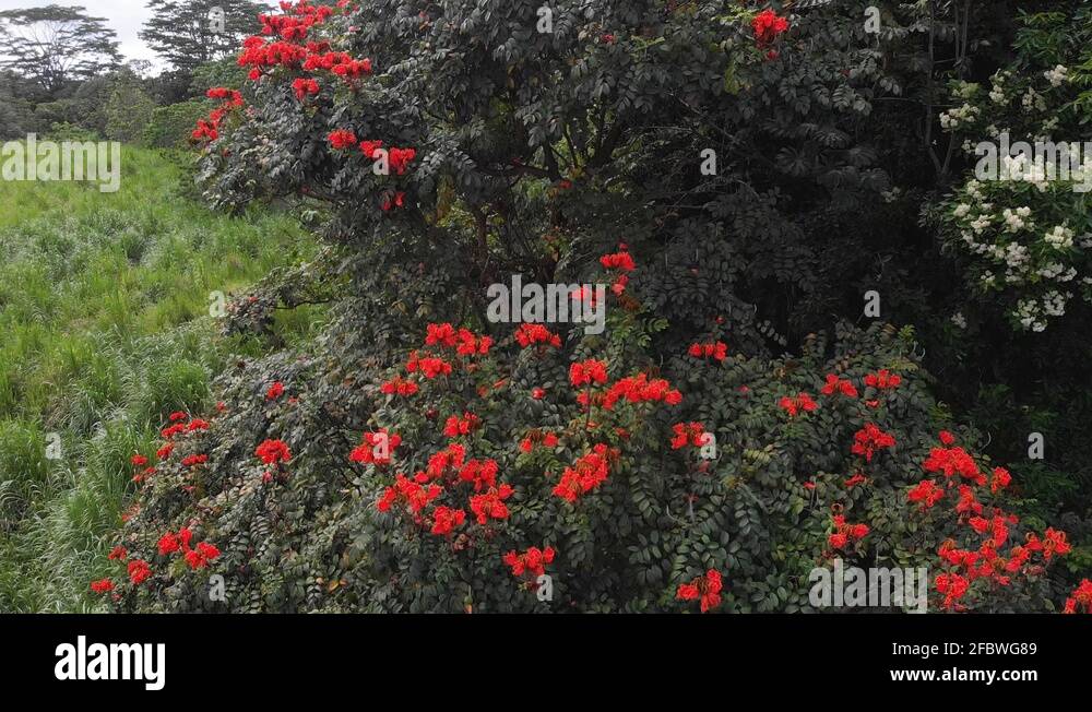 African tulip tree flower Stock Videos & Footage - HD and 4K Video ...