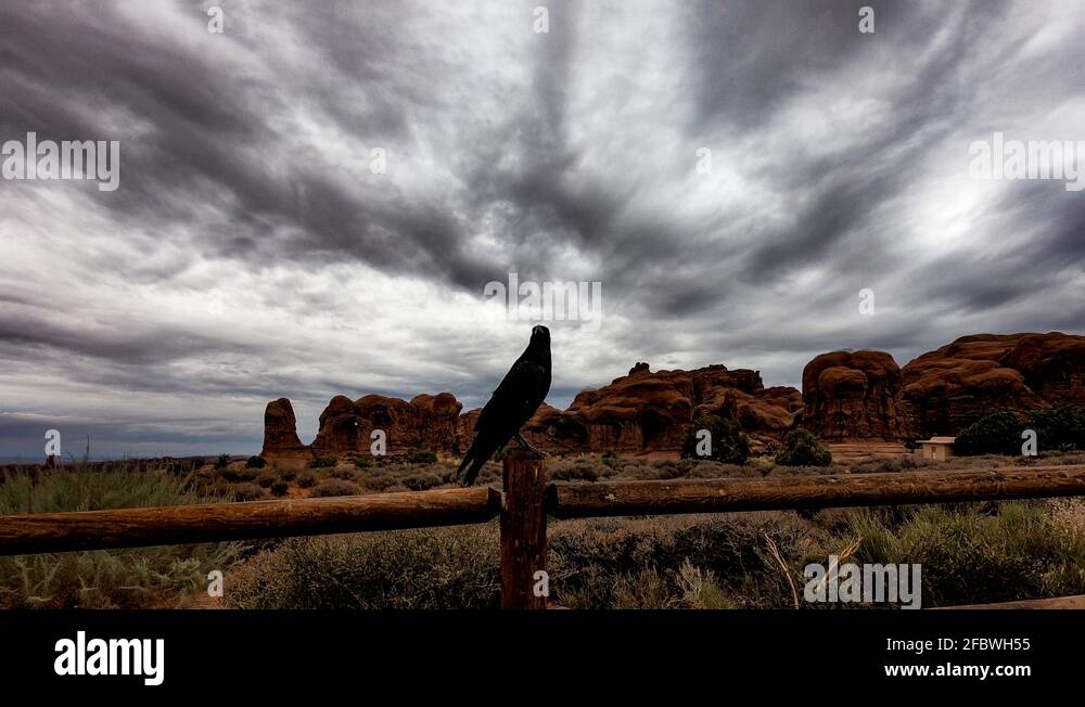 Raven sitting on Stock Videos & Footage - HD and 4K Video Clips - Alamy