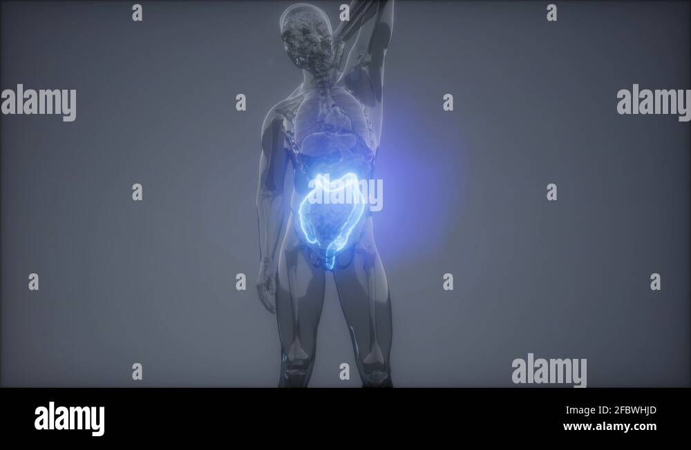 Human colon anatomy Stock Videos & Footage - HD and 4K Video Clips - Alamy