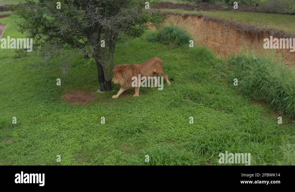 African lion aerial Stock Videos & Footage - HD and 4K Video Clips - Alamy
