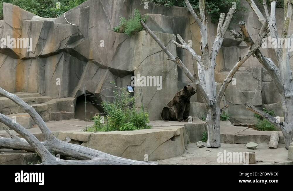 Grizzly bear relaxing Stock Videos & Footage - HD and 4K Video Clips ...