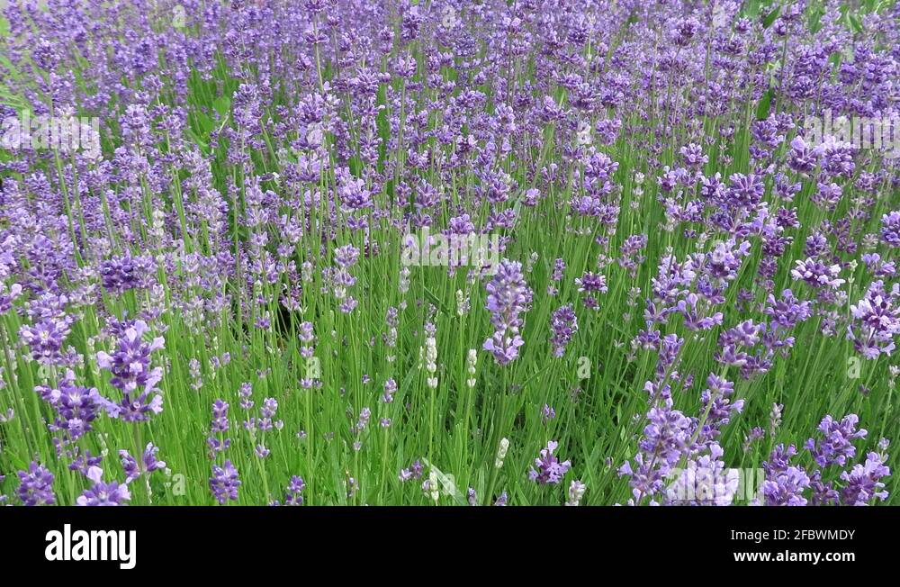 Lavandula angustifolia lavender purple Stock Videos & Footage - HD and ...