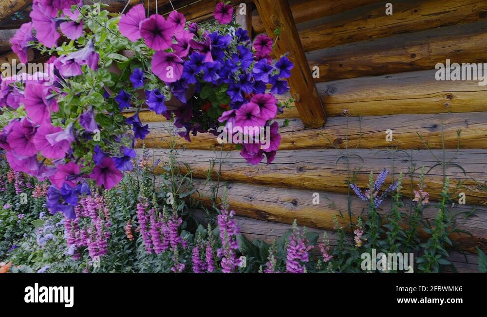 Flowers and log cabin Stock Videos & Footage - HD and 4K Video Clips ...