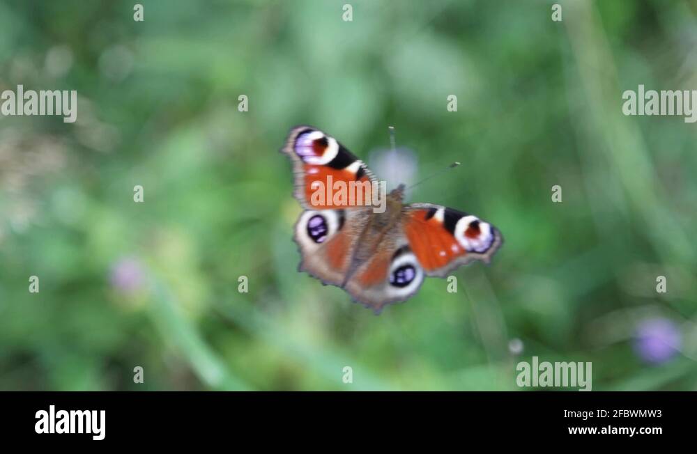 Floating butterfly Stock Videos & Footage - HD and 4K Video Clips - Alamy