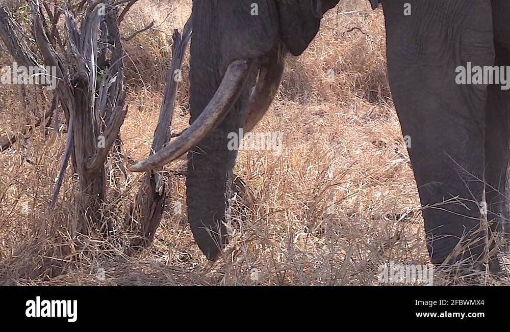 Elephant trunk cut out Stock Videos & Footage - HD and 4K Video Clips ...