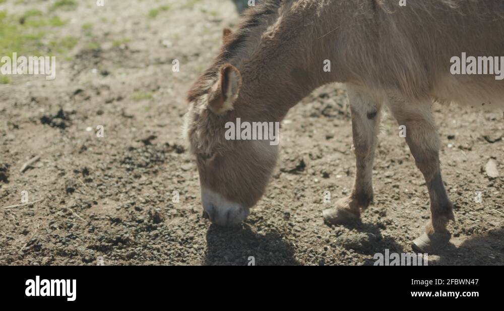 Donkey at farm Stock Videos & Footage - HD and 4K Video Clips - Alamy