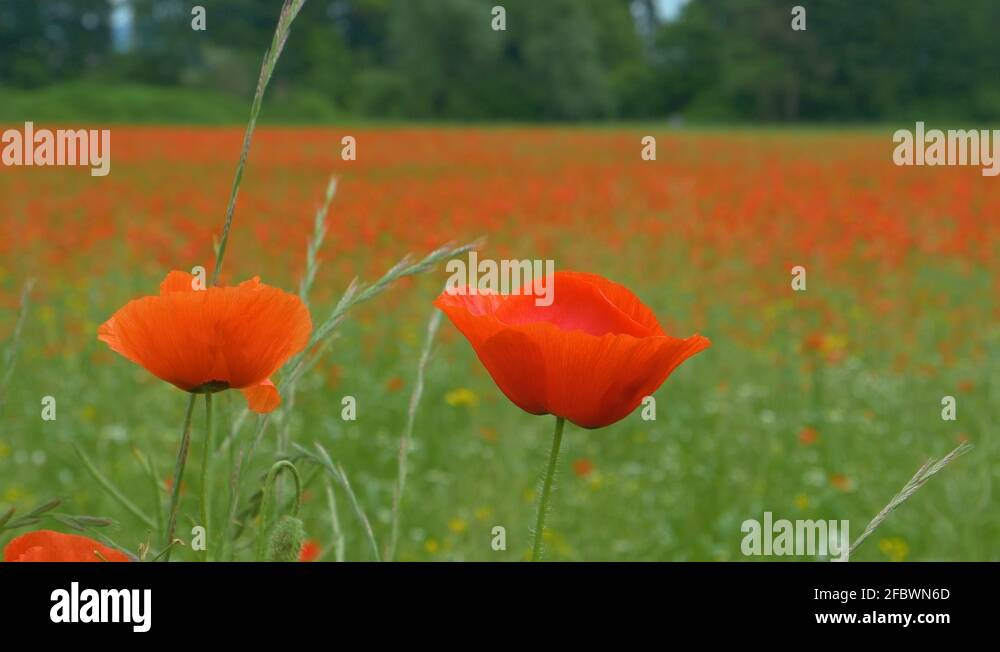 Flutter blowing Stock Videos & Footage - HD and 4K Video Clips - Alamy