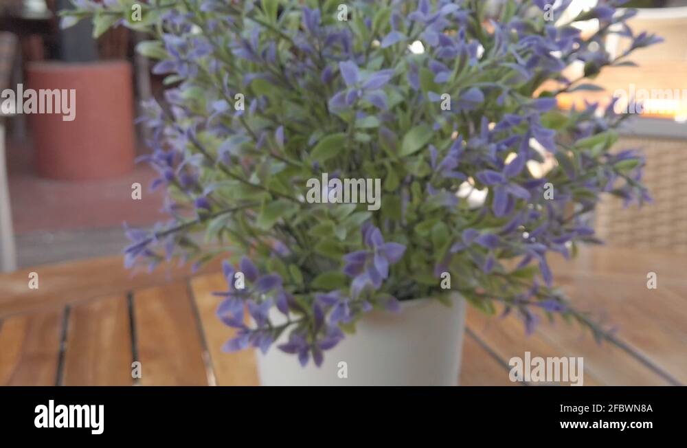 Zoomed in plant Stock Videos & Footage - HD and 4K Video Clips - Alamy
