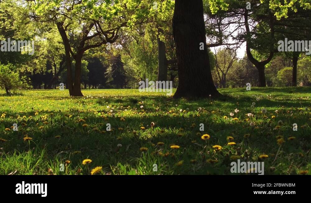 Flowering oak tree Stock Videos & Footage - HD and 4K Video Clips - Alamy