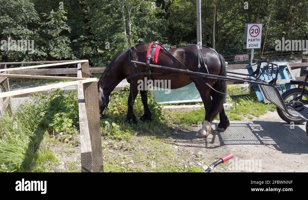 Horse drawn trap Stock Videos & Footage - HD and 4K Video Clips - Alamy
