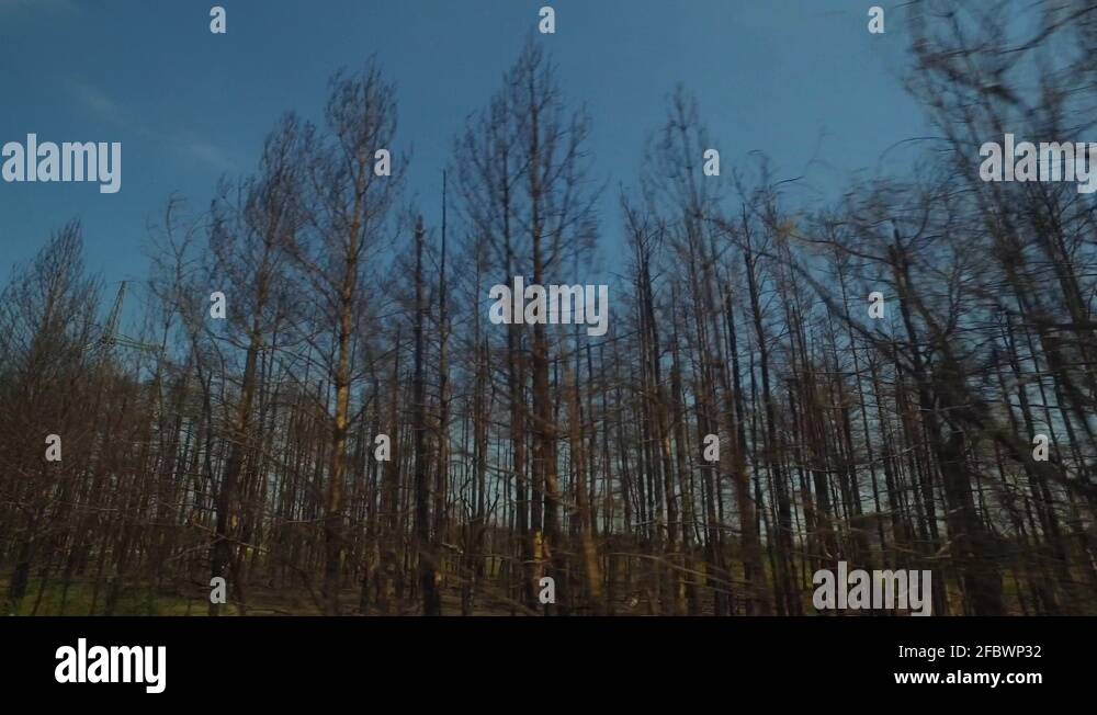 Chernobyl Red Forest Without Leaves By Nuclear Power Plant. Radiation ...