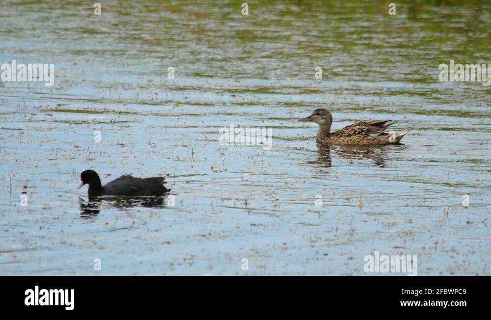 Guard duck Stock Videos & Footage - HD and 4K Video Clips - Alamy
