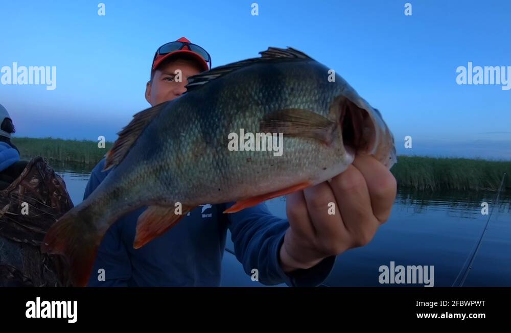Young perch fish Stock Videos & Footage - HD and 4K Video Clips - Alamy