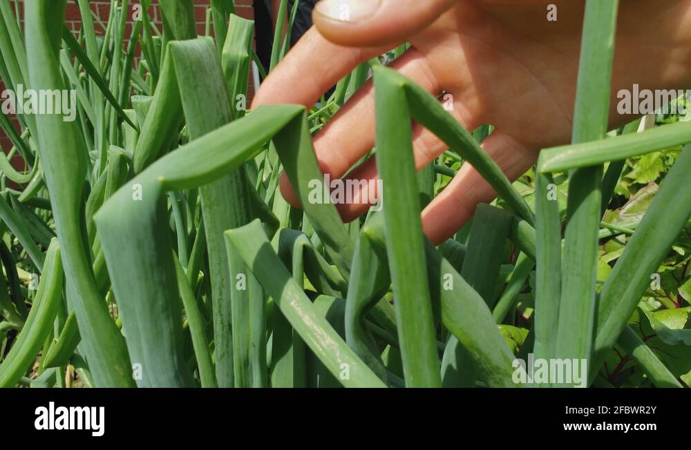Onion stalks and stems Stock Videos & Footage - HD and 4K Video Clips ...