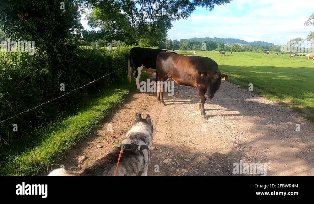 Canine track Stock Videos & Footage - HD and 4K Video Clips - Alamy