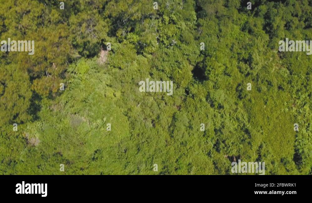 Australian bush forest green trees Stock Videos & Footage - HD and 4K ...