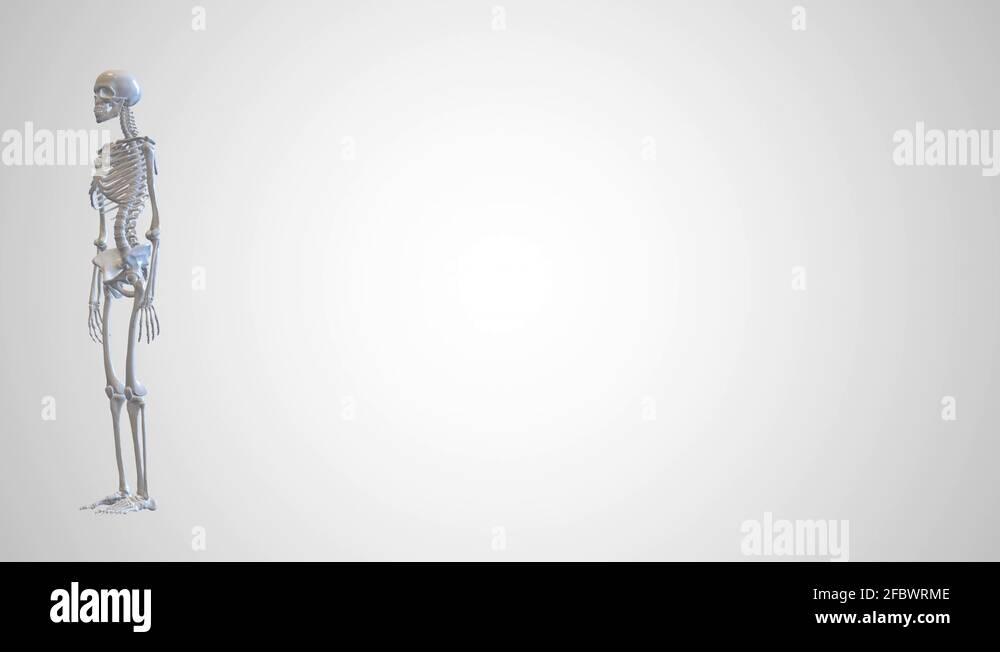 3d skeleton Anatomy of human with loop animation Stock Video Footage ...
